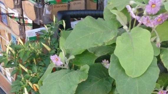 Vegetable-growing competition hailed as a success | cambrian-news.co.uk