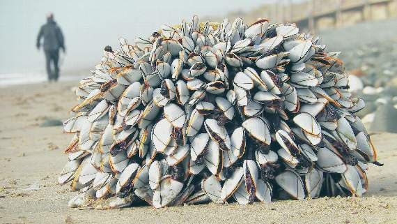 goose barnacles uk