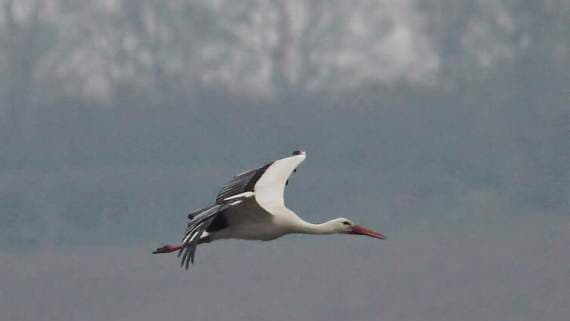 Rare stork spotted flying over nature reserve | cambrian-news.co.uk