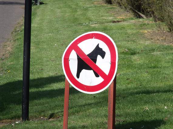 Calls for dog-free zones in areas over the summer | cambrian-news.co.uk