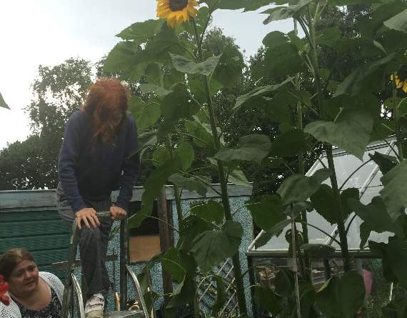 Impressive 12-foot-tall sunflowers brighten up garden | cambrian-news.co.uk
