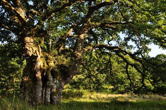 Is this the best tree in Wales? | cambrian-news.co.uk