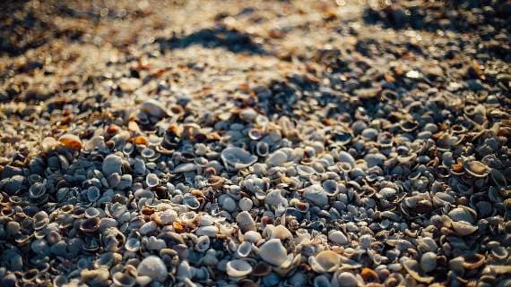 Factory forced to slash amount of shells it deposits | cambrian-news.co.uk