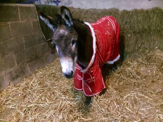 Family devastated after death of beloved 53-year-old donkey | cambrian ...