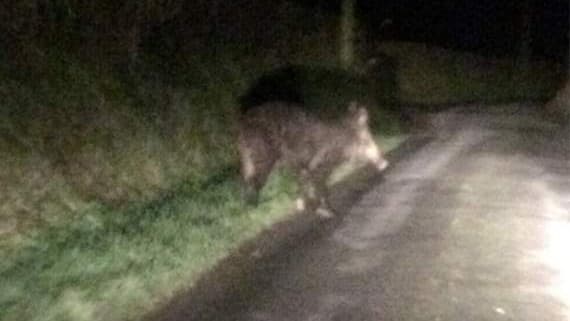 WATCH: Duo shocked to come across wild boar during night-time drive ...