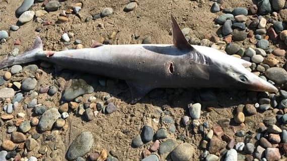 Shock as two sharks wash up on beach | cambrian-news.co.uk