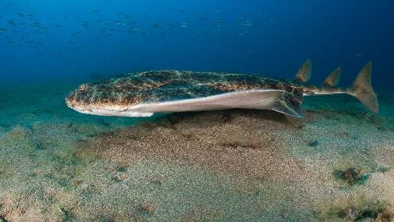 Keep an eye out for rare Angelshark, say scientists | cambrian-news.co.uk