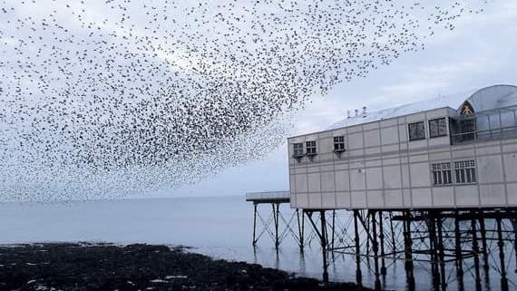 Mystery of starlings' cloud formations solved | cambrian-news.co.uk