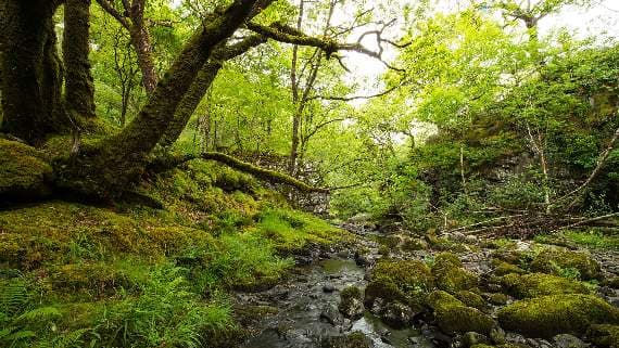 ‘Celtic rainforest’ is massively expanded | cambrian-news.co.uk
