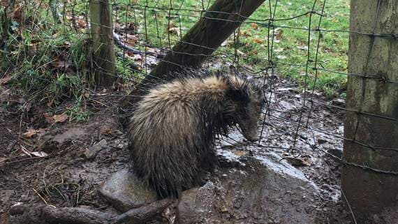 Badger dies after getting caught in snare | cambrian-news.co.uk