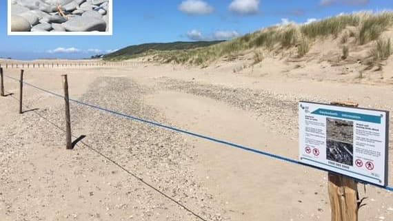 Beach roped off to protect vulnerable birds | cambrian-news.co.uk