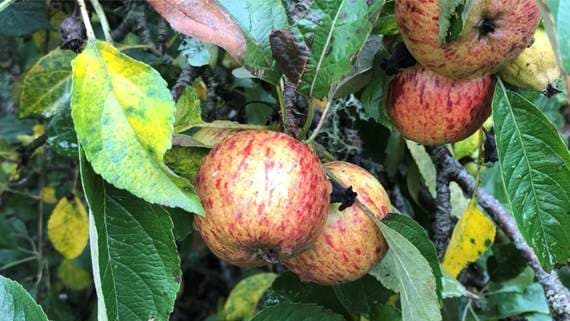 DNA testing identifies unique apple and pear trees | cambrian-news.co.uk