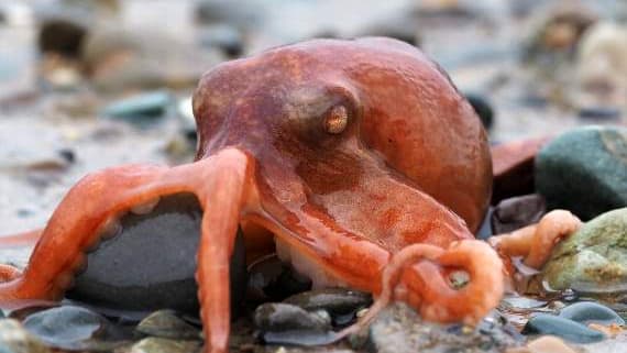 Photographer spots rare octopus on beach | cambrian-news.co.uk
