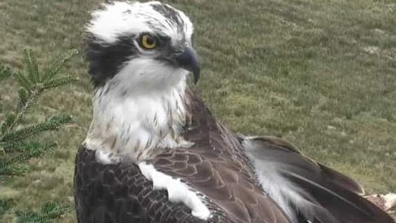 Osprey project won't reopen this year | cambrian-news.co.uk