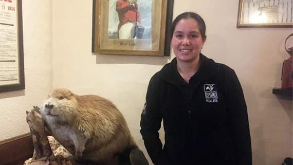 Project hopes to reintroduce beavers to Dyfi Valley | cambrian-news.co.uk