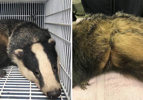 Badger caught in snare returned to wild | cambrian-news.co.uk