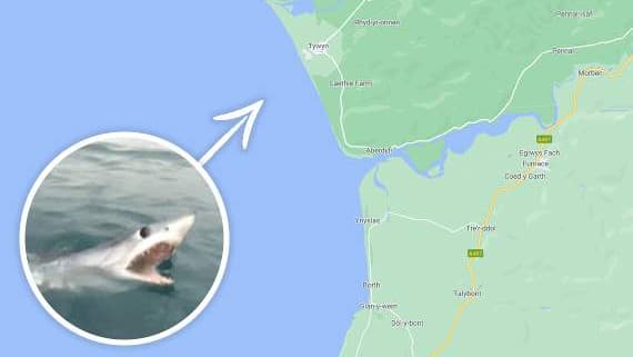 Cardigan Bay fisherman in close encounter with shark | cambrian-news.co.uk