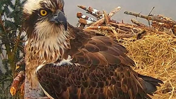Another osprey returns for Welsh summer | cambrian-news.co.uk