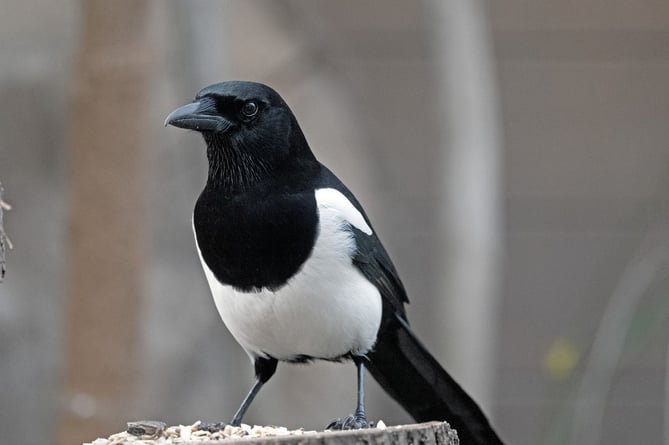 Open season on shooting magpies to end | cambrian-news.co.uk