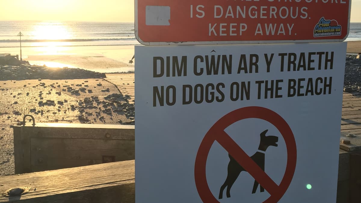 Summer dog beach ban comes into effect | cambrian-news.co.uk