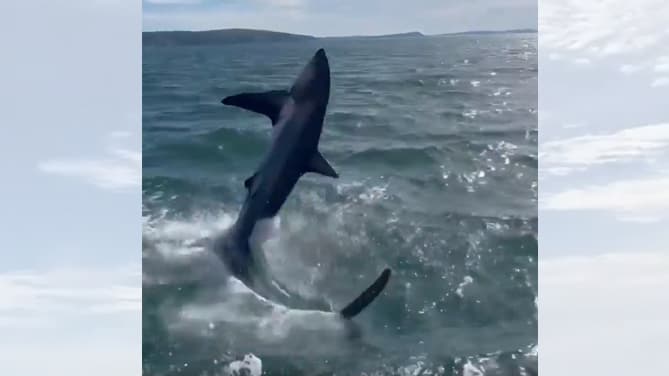 WATCH: Amazing footage of shark in Cardigan Bay | cambrian-news.co.uk