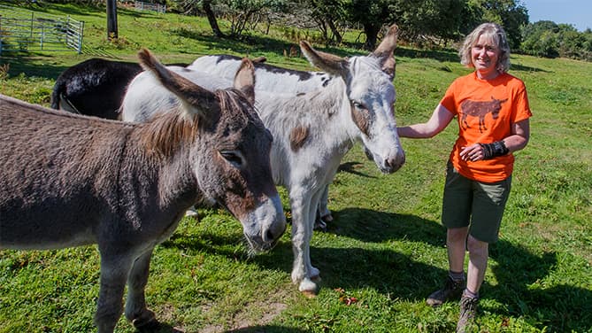 Donkeys, dolphins and more get helping hand with £15m funding for ...