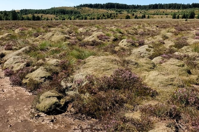 Why mid Wales bogs are key to fighting climate change | cambrian-news.co.uk