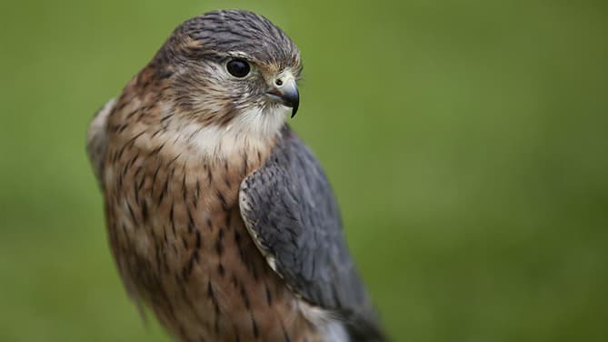 Are those who ring merlin chicks doing more harm than good? | cambrian ...