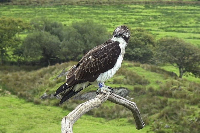 Glaslyn Osprey season draws to a close | cambrian-news.co.uk