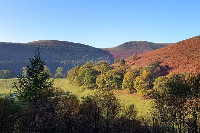 The Cambrian Mountains — a precious biodiversity | cambrian-news.co.uk