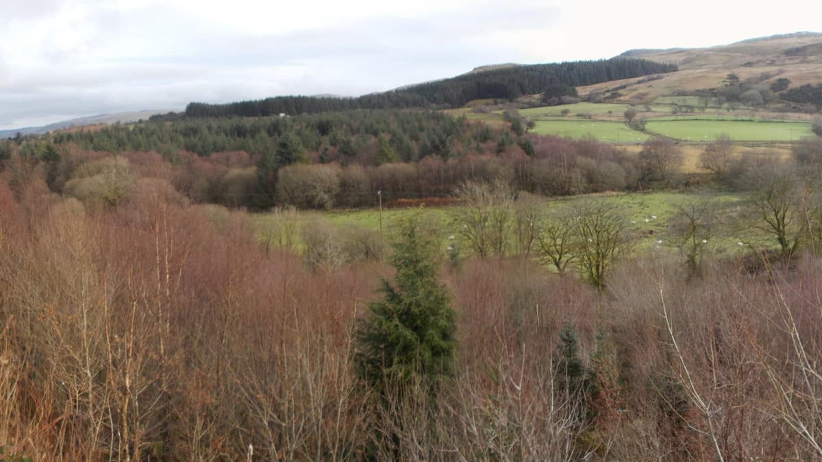 Llanuwchllyn Forest consultation gets underway | cambrian-news.co.uk