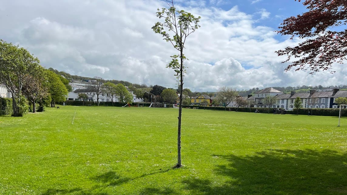 Council to tackle Aberaeron tree issues | cambrian-news.co.uk
