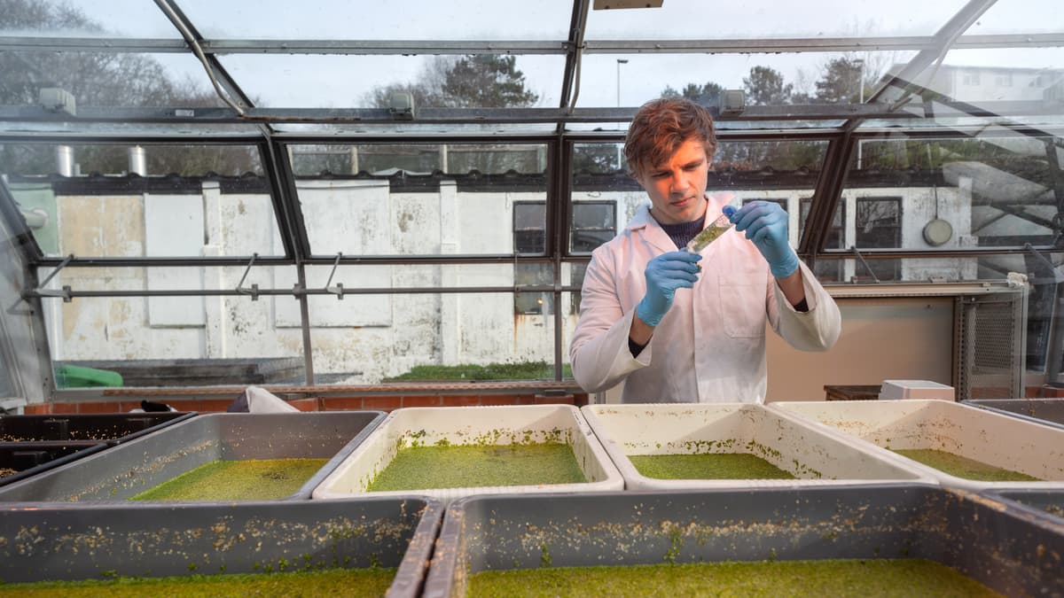 Aber scientists discover 'miracle weed' could turn waste into feed ...