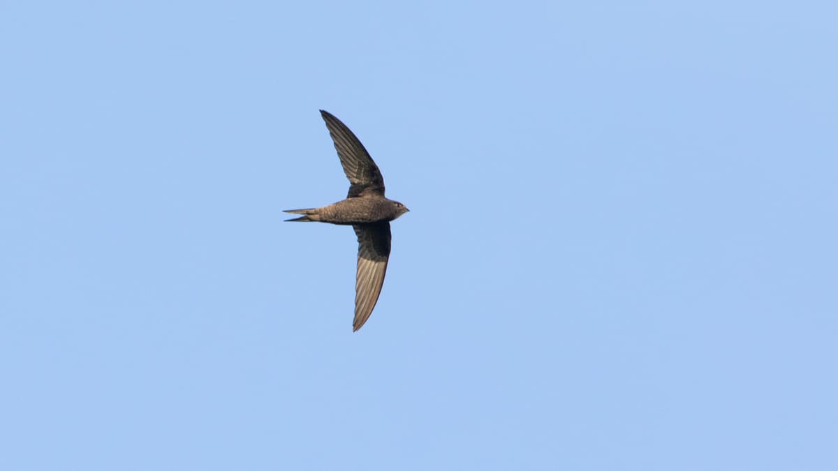 Call on Talybont residents to help save swift population | cambrian ...