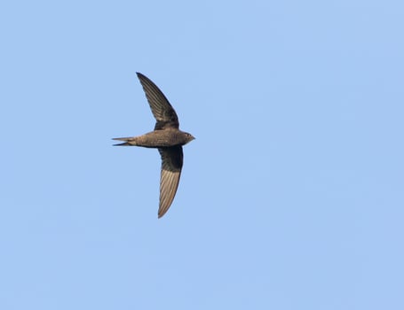 Call on Talybont residents to help save swift population | cambrian ...