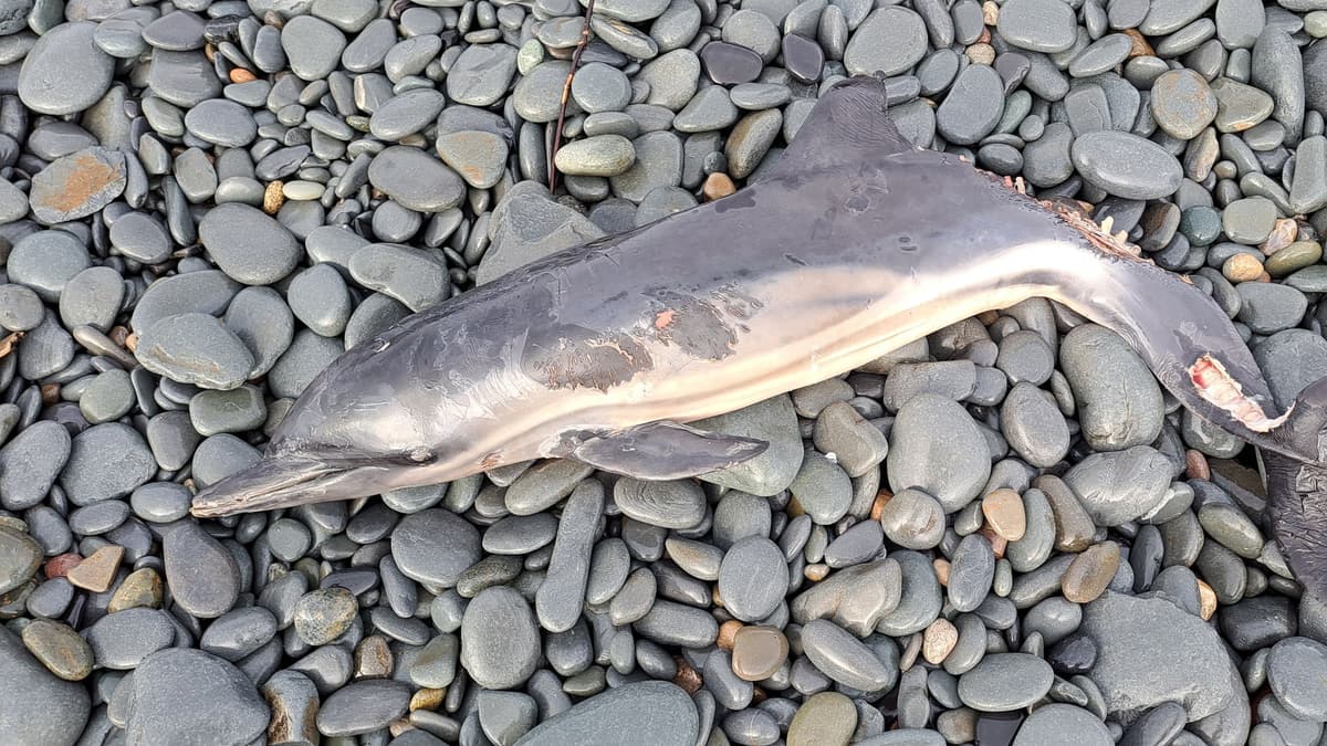Dead dolphins washing up near Aberystwyth sparks investigation ...