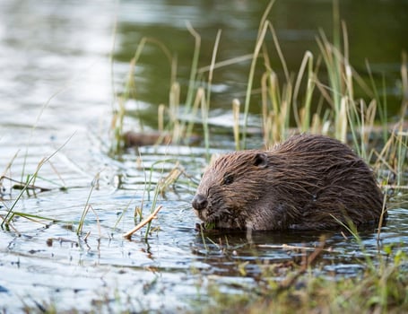Natural Resources Wales to study feasibility of reintroducing beavers ...