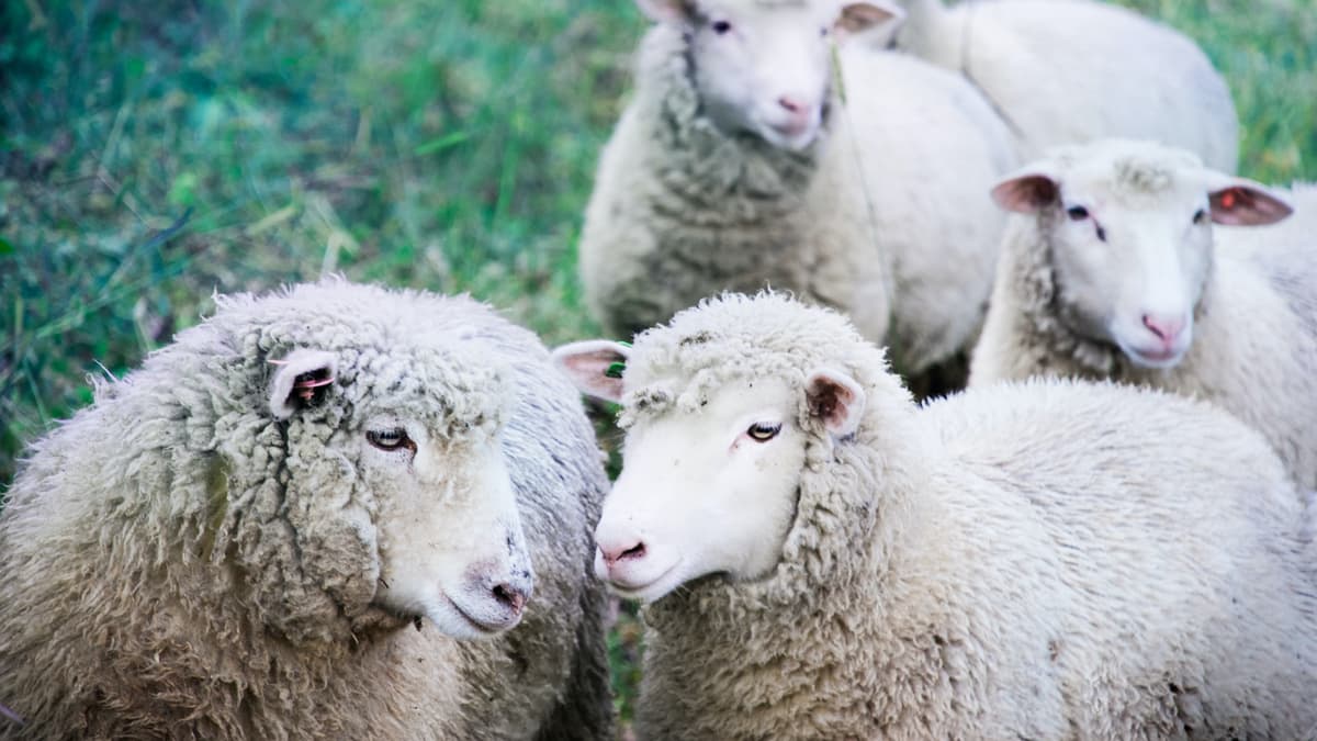 Fresh and frozen sheep meat exports up 14 per cent | cambrian-news.co.uk