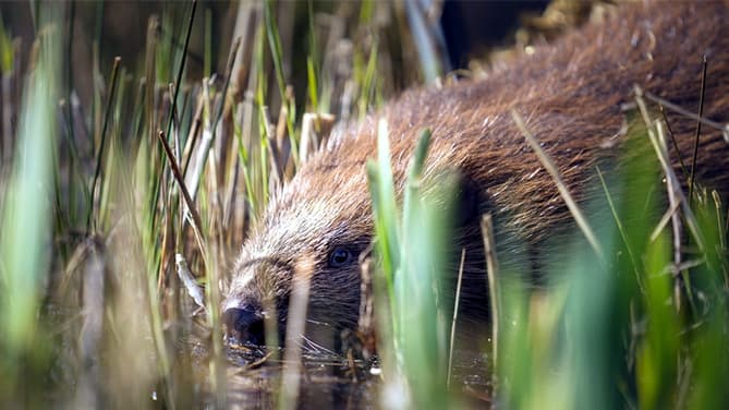 Welsh Beaver Project plan for Dyfi estuary moves ahead | cambrian-news ...