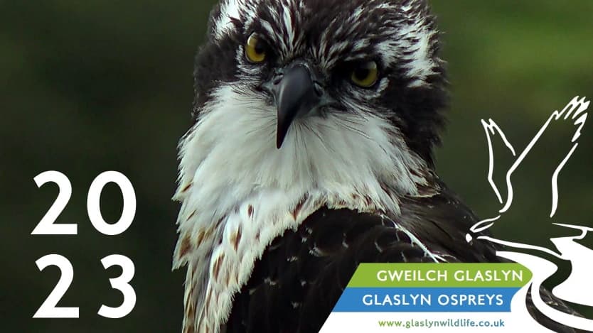 Volunteers needed to protect Glaslyn Ospreys | cambrian-news.co.uk
