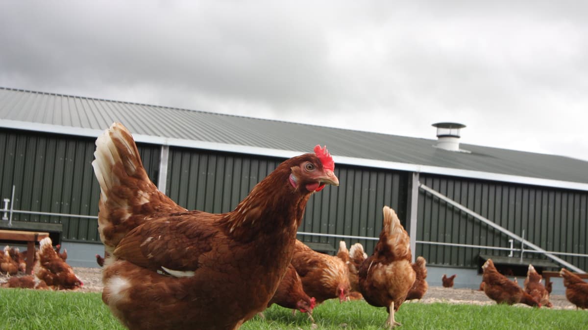 Plans submitted for a self-serve shop on chicken farm | cambrian-news.co.uk