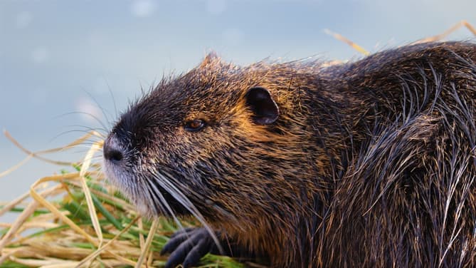 Have your say on reintroduction of beavers in the wild in Wales ...