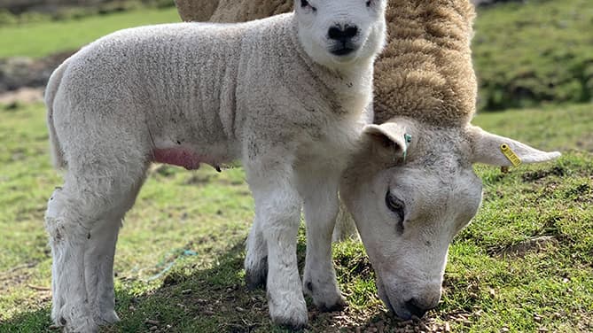 FUW urges dog owners to keep pets on a lead amid lambing season ...