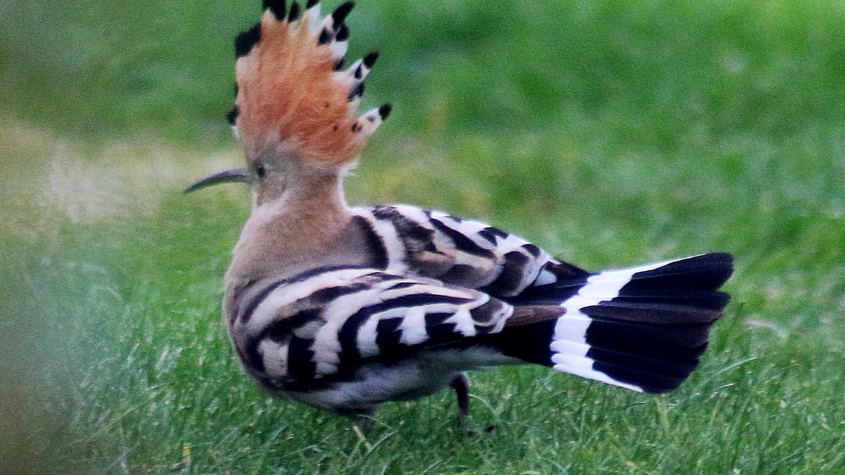 Twitchers flock to Trawscoed garden to catch glimpse of exotic bird ...