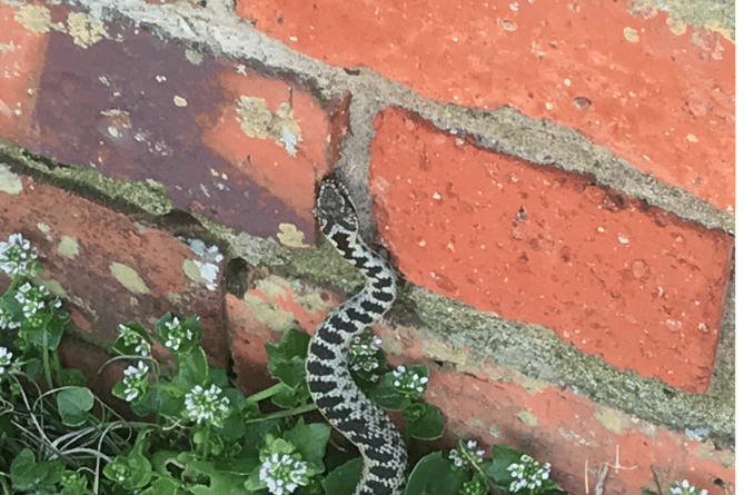 Snake in the sea: Dog walker spots adder in the waves on Borth beach ...