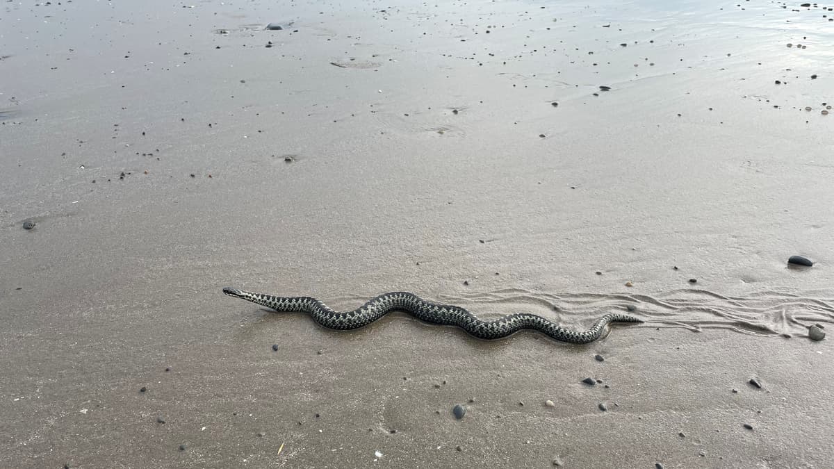 beach snake uk
