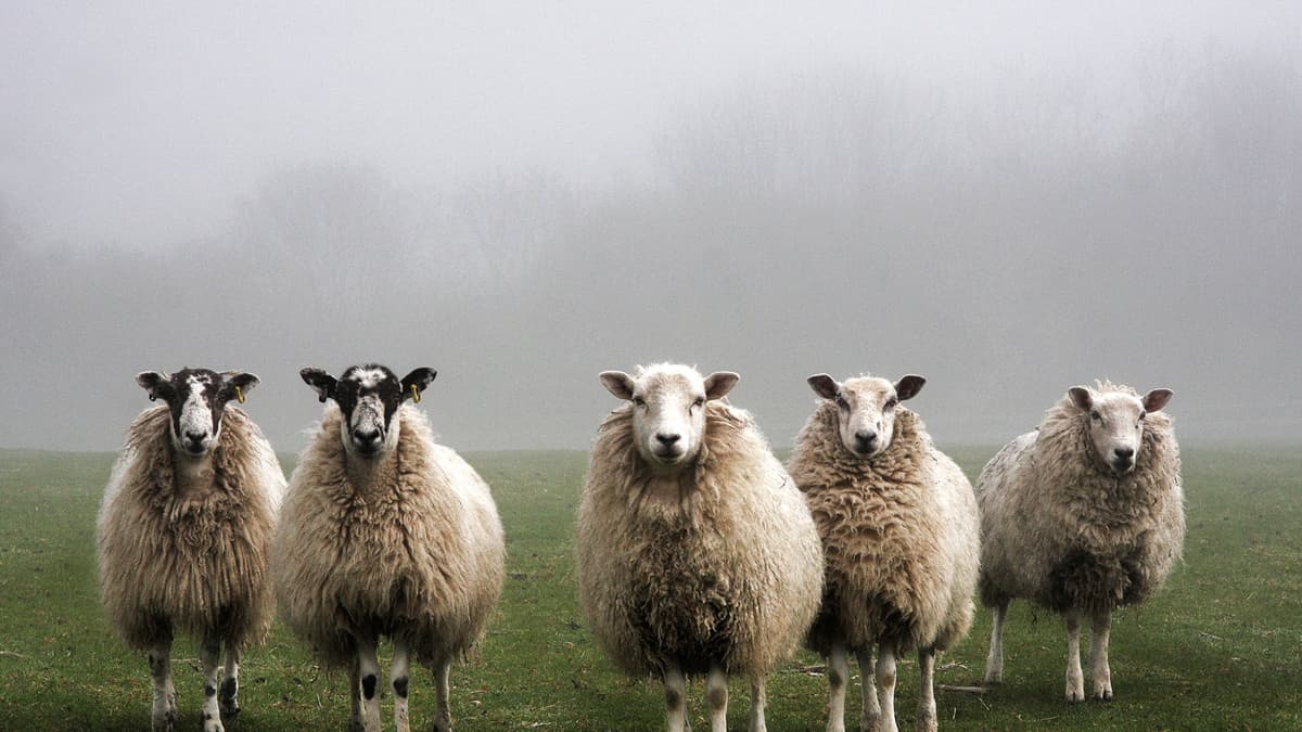 Farming project to combat outbreaks of sheep scab | cambrian-news.co.uk