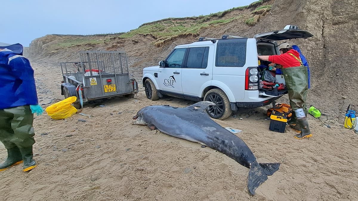 Dolphin died after rare live stranding on Ynyslas beach | cambrian-news ...