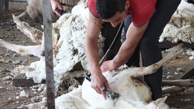 Gwynedd project to boost sheep wool and meat quality exceeds ...
