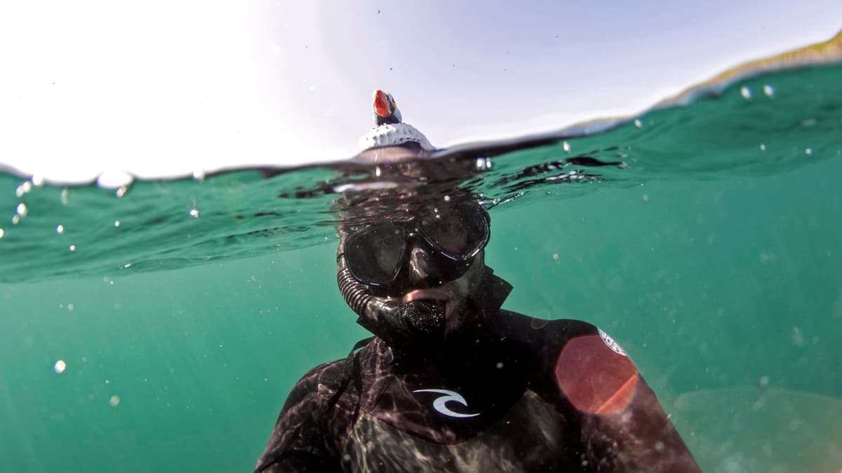 Photographer uses decoy to get up close and personal to Skomer's ...